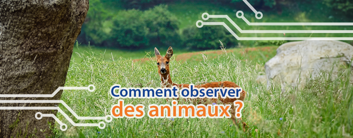 Comment observer des animaux ? / Tutoriel / TECHblog